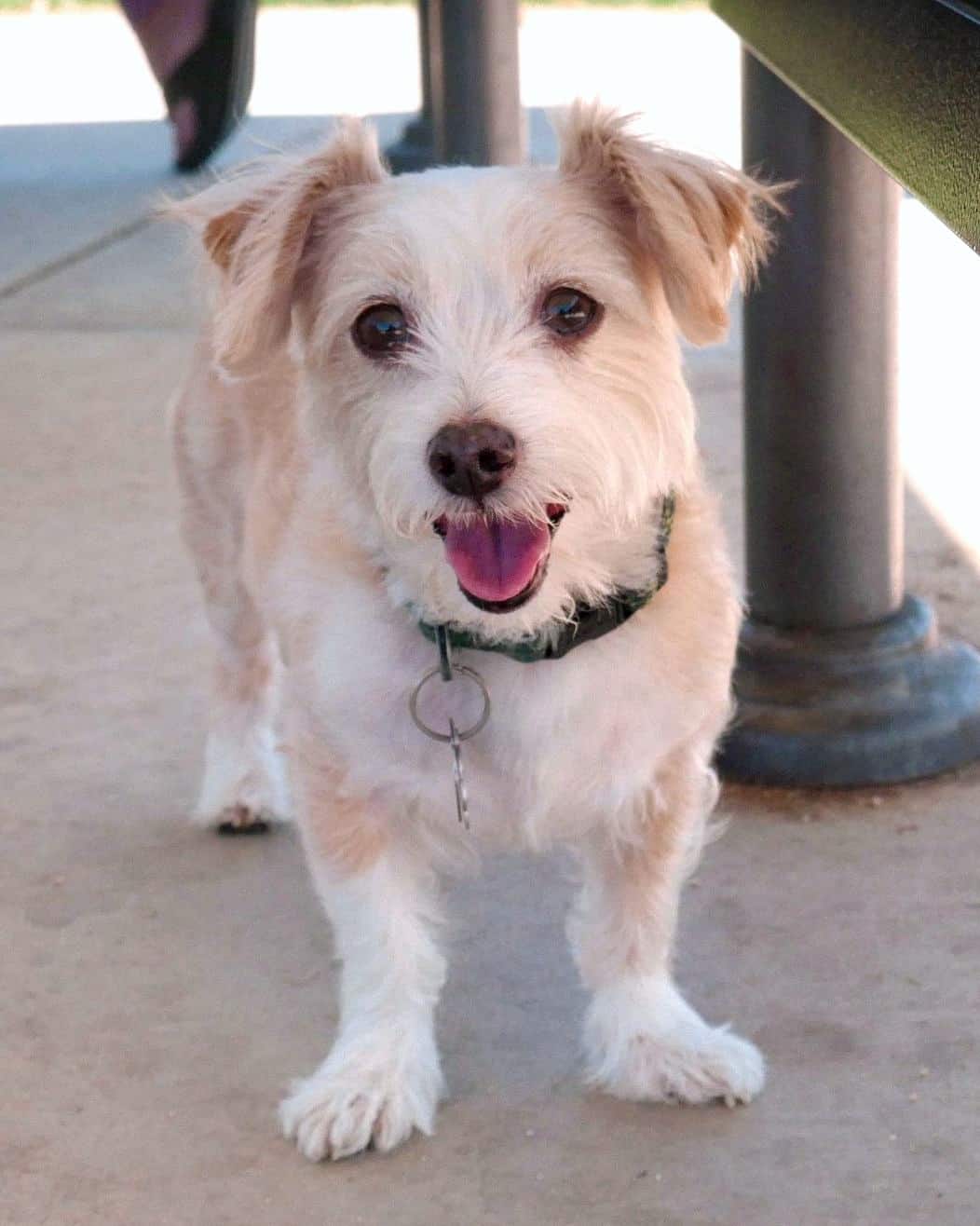 Maltese Mixes: 41 Different Maltese Crossbreeds You'll Love