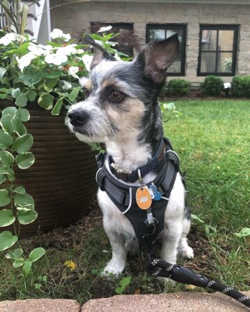 Yorkie Mixes: 40 Cutest Yorkshire Terrier Mixes (With Pictures)