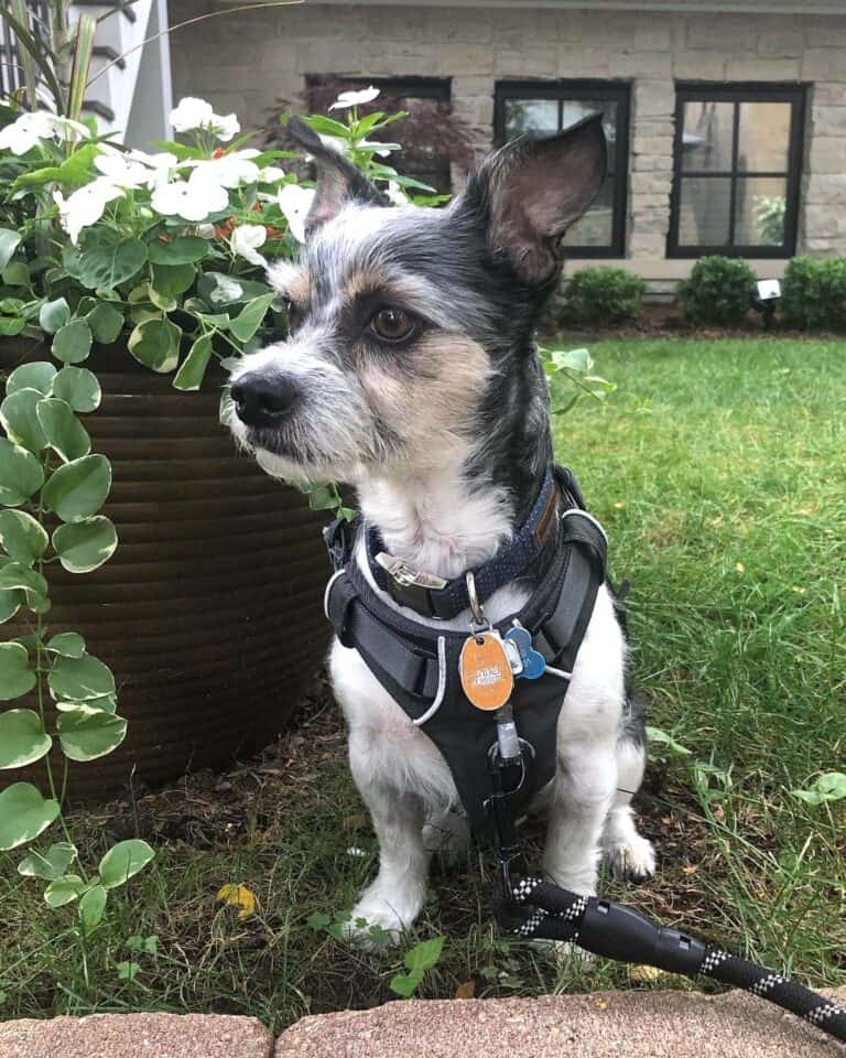 Yorkie Mixes: 40 Cutest Yorkshire Terrier Mixes (With Pictures)