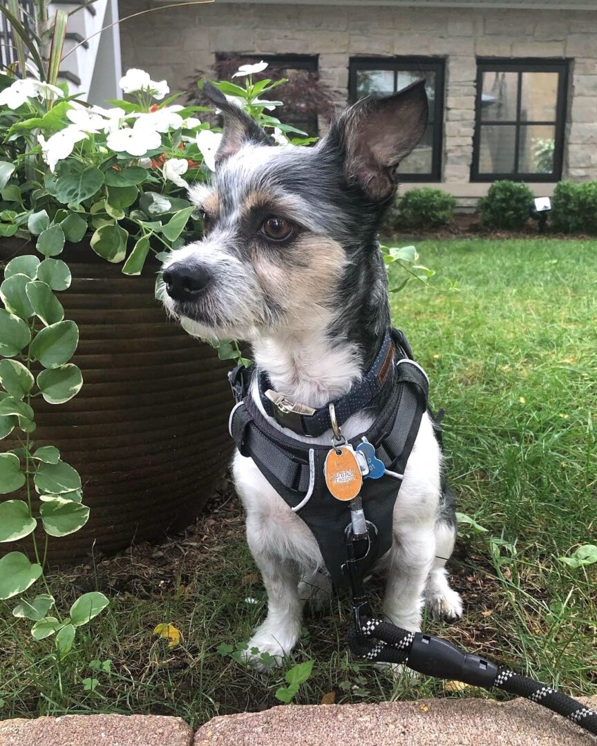 Yorkie Mixes: 40 Cutest Yorkshire Terrier Mixes (With Pictures)