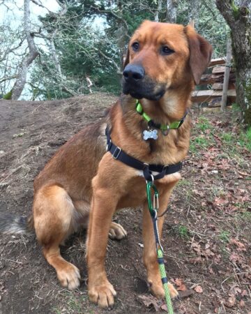 German Shepherd Mixes: 40 Gorgeous GSD Crossbreeds!