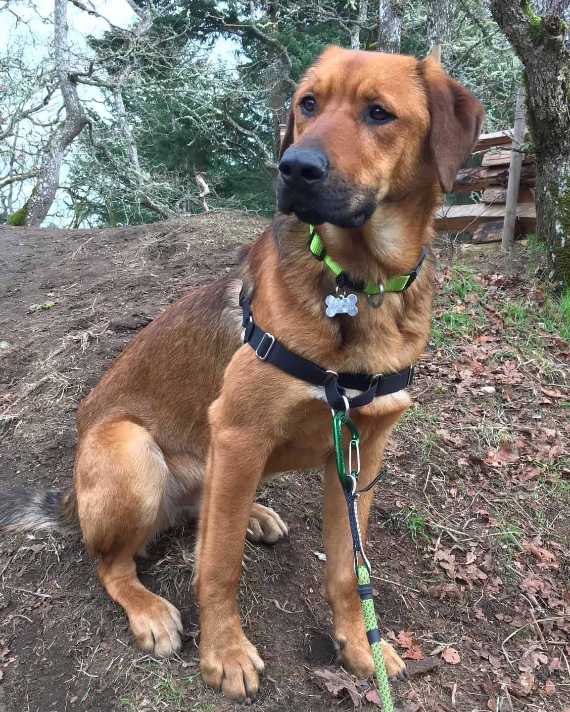 German Shepherd Mixes: 40 Gorgeous GSD Crossbreeds!