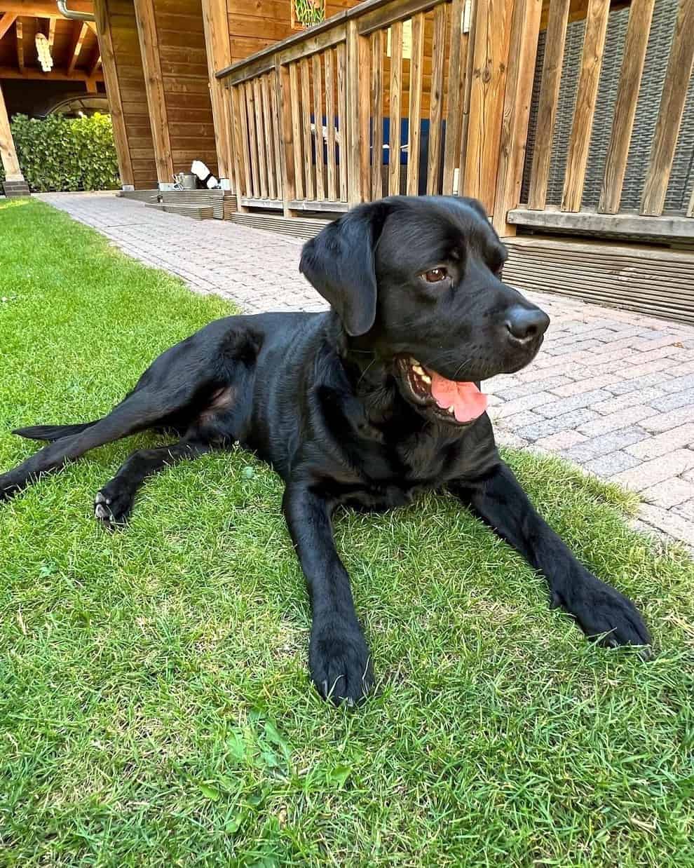 Labrador Retriever Mixes: 57 Lab Crossbreeds (With Pictures!)