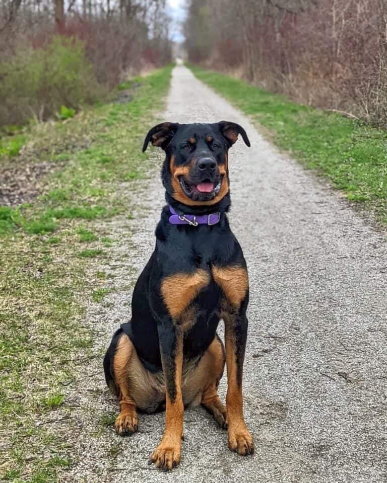 Doberman Mixes: 45 Different Doberman Pinscher Crossbreeds