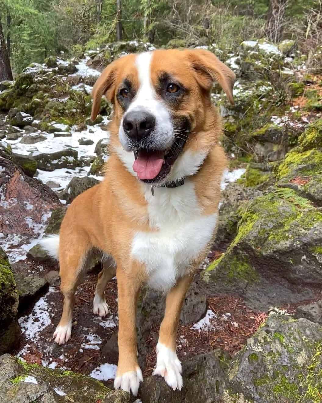 German Shepherd Mixes: 40 Gorgeous GSD Crossbreeds!