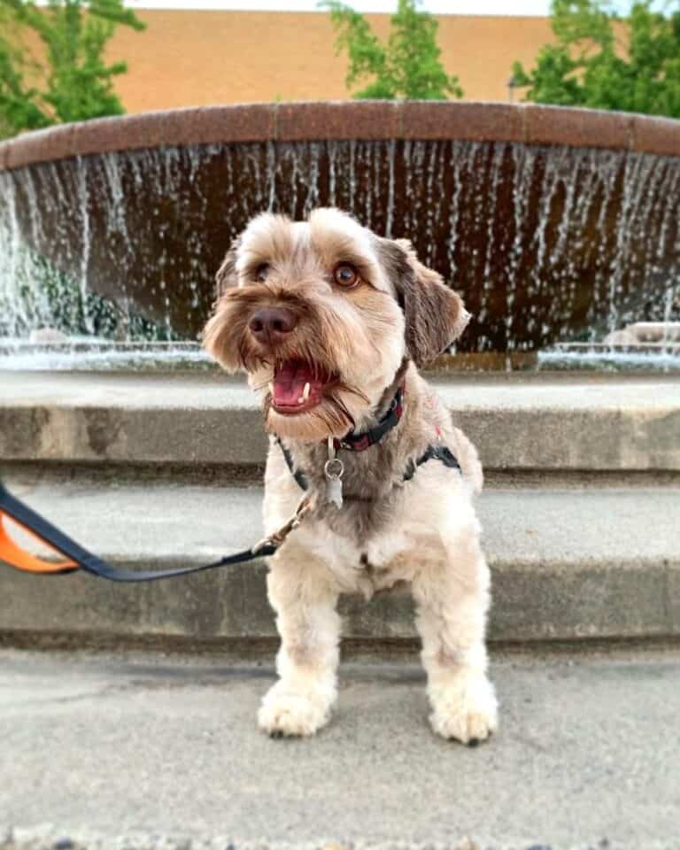 Shih Tzu Mixes: 42 Charming Crossbreeds (With Pictures!)