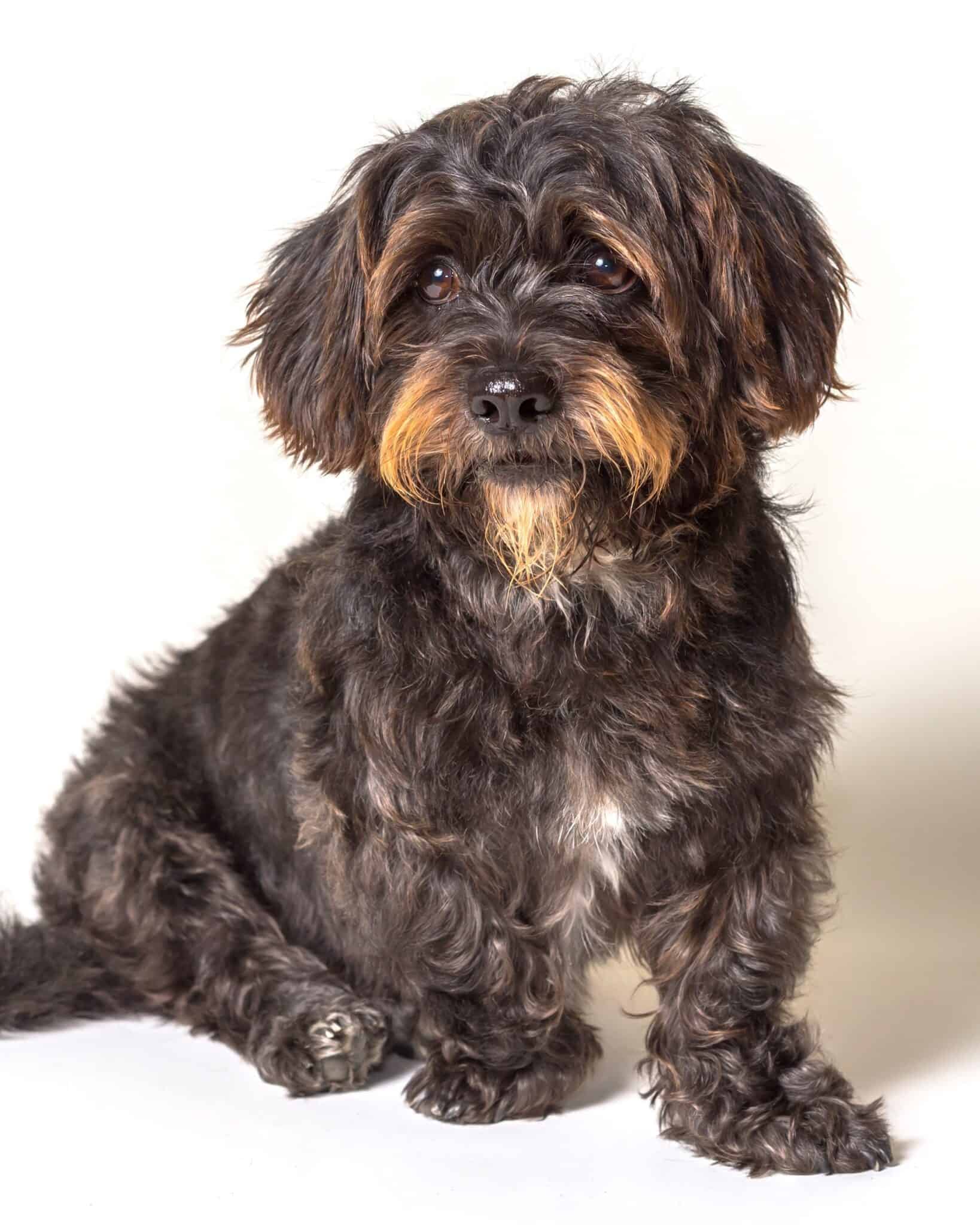 Shih Tzu Mixes: 42 Charming Crossbreeds (With Pictures!)