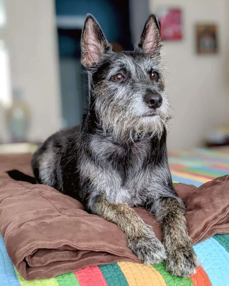 Chihuahua Mixes: 53 Cutest Crossbreeds You'll Want to Adopt!
