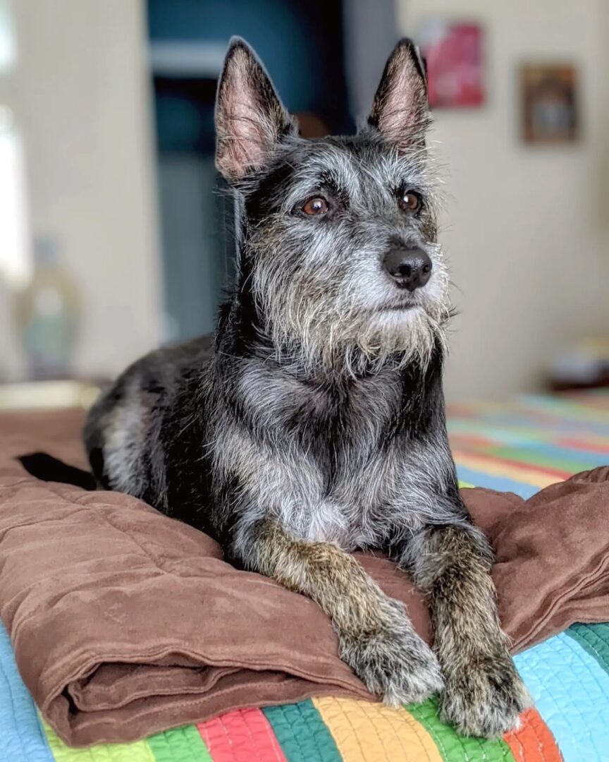 Chihuahua Mixes: 53 Cutest Crossbreeds You'll Want to Adopt!