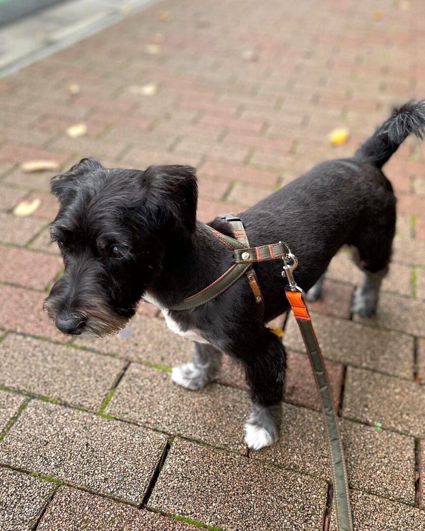 Maltese Mixes: 41 Different Maltese Crossbreeds You'll Love