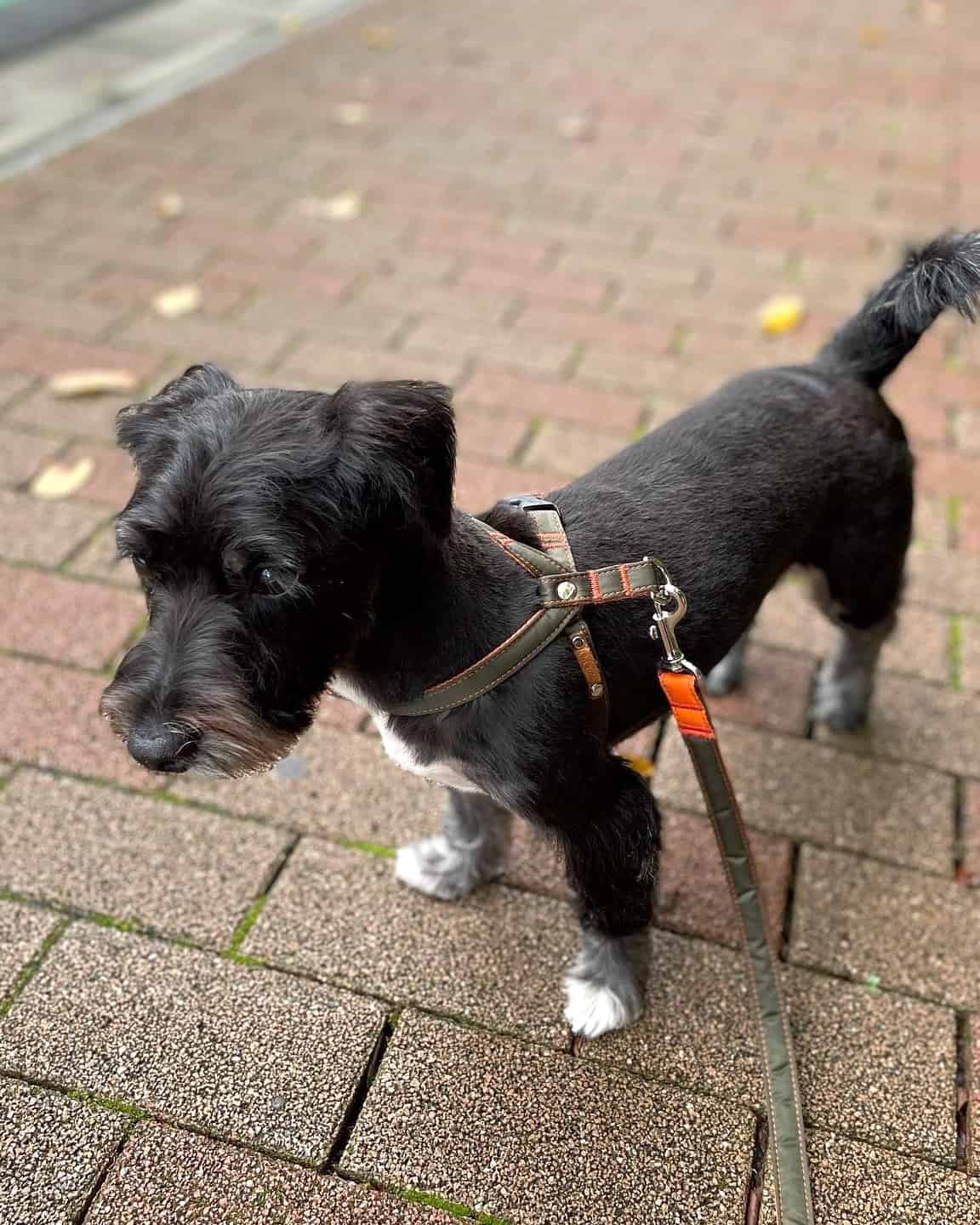 Maltese Mixes: 41 Different Maltese Crossbreeds You'll Love