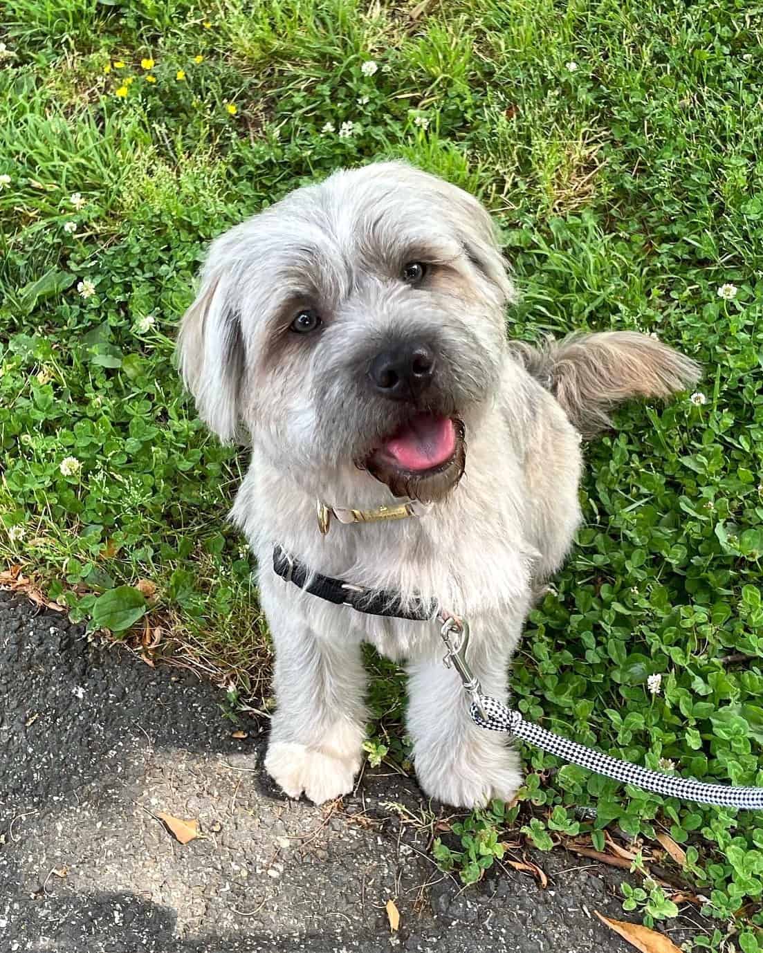 Shih Tzu Mixes: 42 Charming Crossbreeds (With Pictures!)