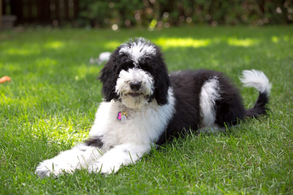 Poodle Mixes: 61 Different Doodle Mixed Breeds (With Pictures)