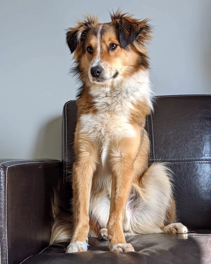 Australian Shepherd Mixes: 48 Aussie Crossbreeds You'll Love!