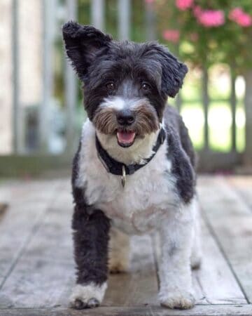Bichon Frise Mixes: 34 Fluffy Crossbreeds You'll Want to Cuddle