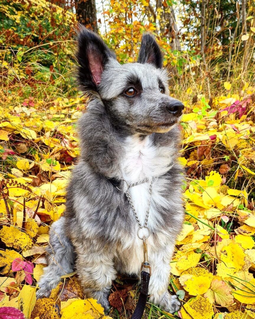 Shih Tzu Mixes: 42 Charming Crossbreeds (With Pictures!)