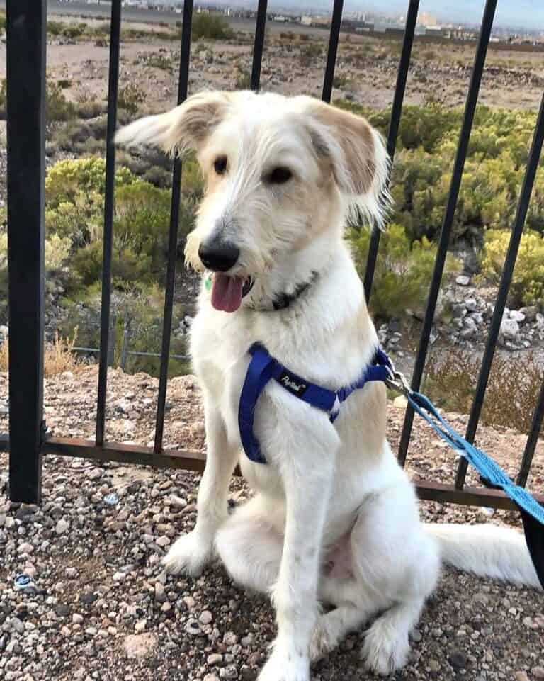 Poodle Mixes: 61 Different Doodle Mixed Breeds (With Pictures)