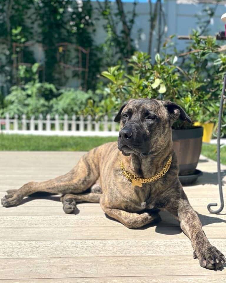 German Shepherd Mixes: 40 Gorgeous GSD Crossbreeds!