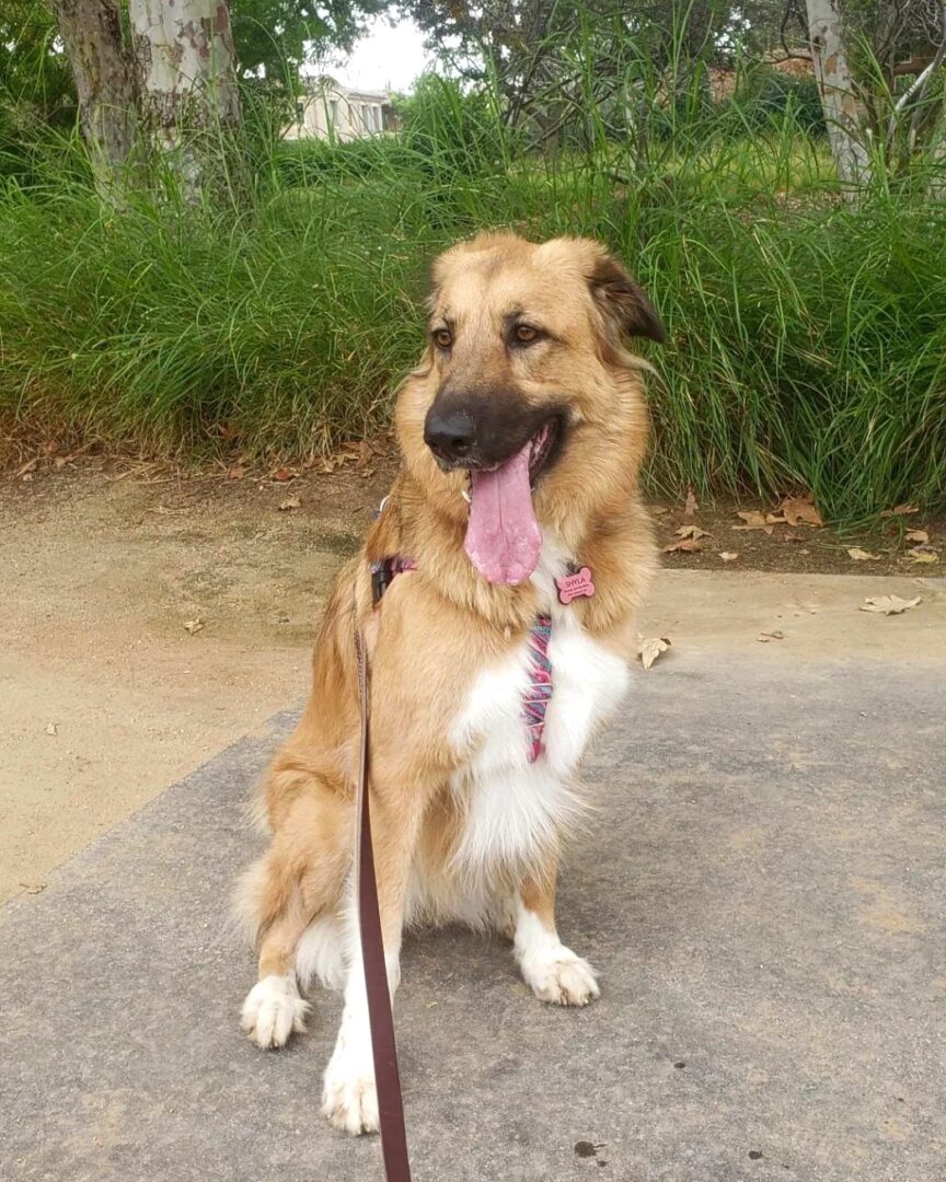 German Shepherd Mixes: 40 Gorgeous GSD Crossbreeds!