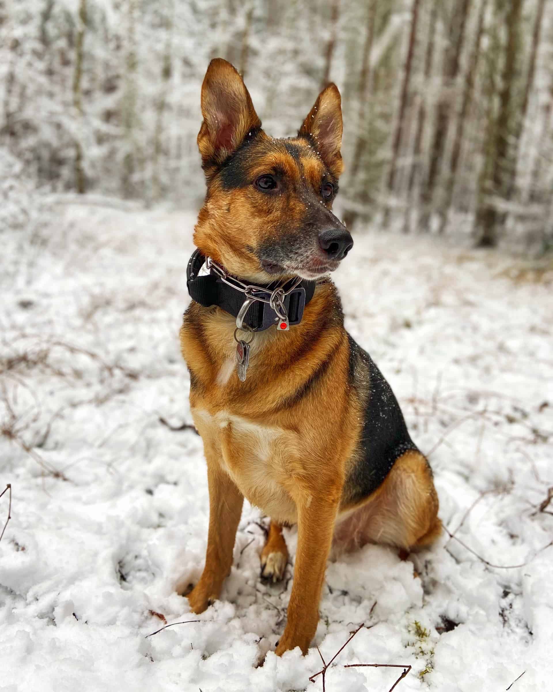 Labrador Retriever Mixes: 57 Lab Crossbreeds (With Pictures!)