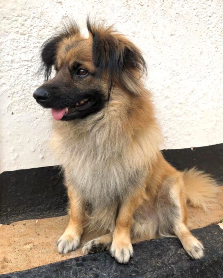 Maltese Mixes: 41 Different Maltese Crossbreeds You'll Love