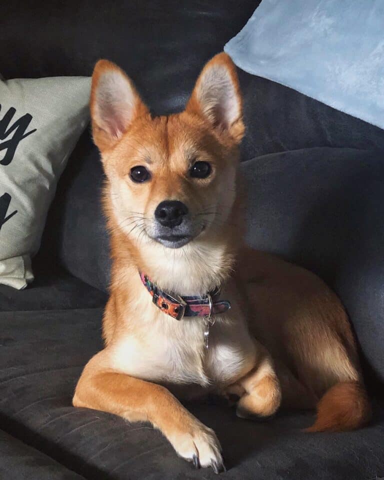 Chihuahua Mixes: 53 Cutest Crossbreeds You'll Want to Adopt!