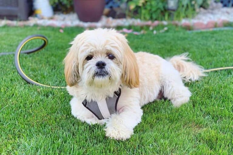 Shih Tzu Mixes: 42 Charming Crossbreeds (With Pictures!)