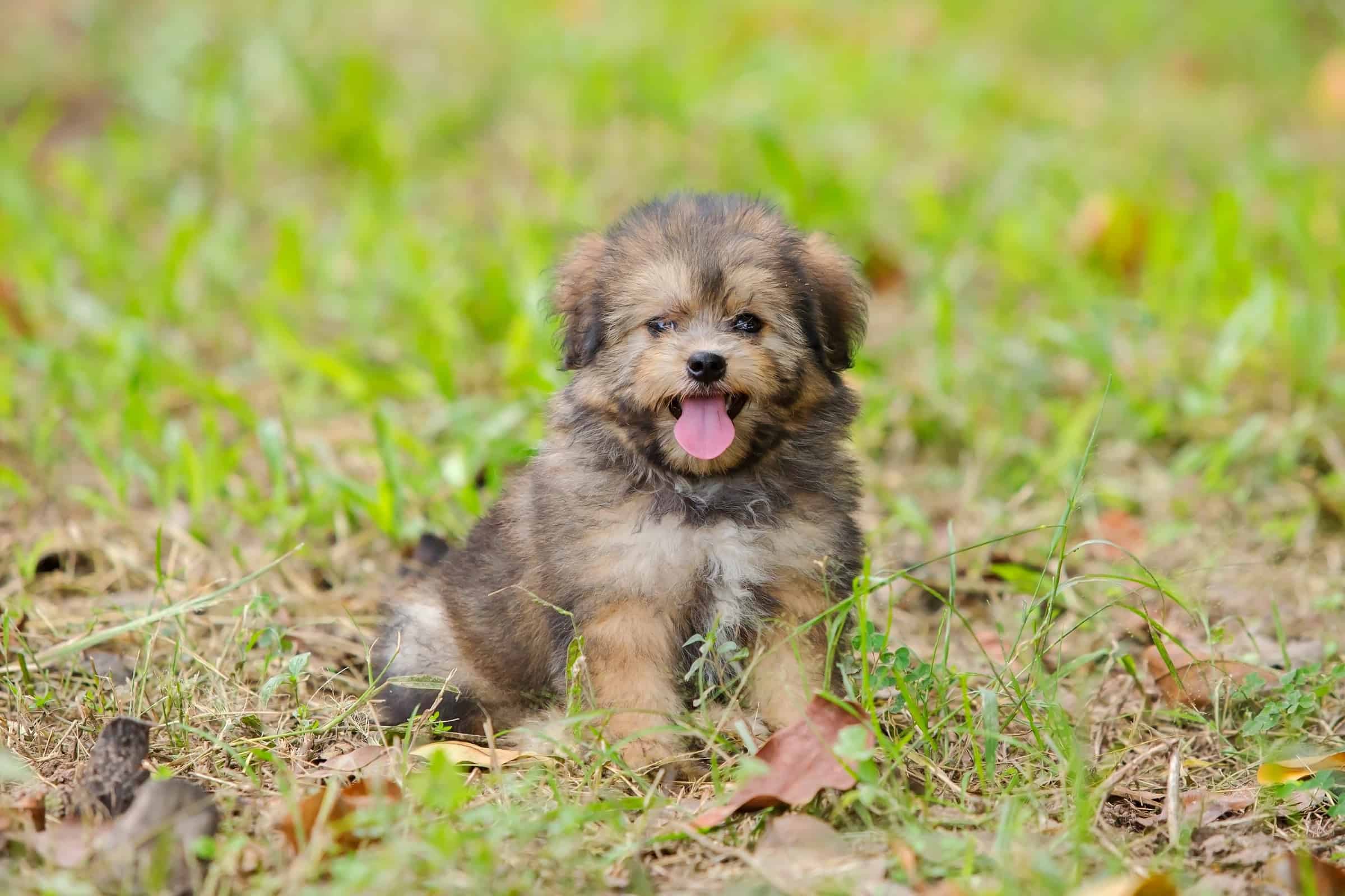 Shih Tzu Mixes: 42 Charming Crossbreeds (With Pictures!)