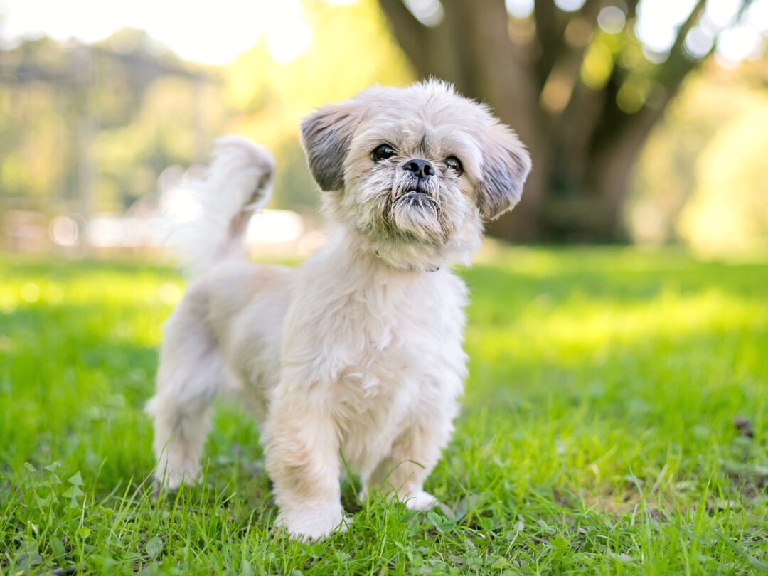 Shih Tzu Mixes: 42 Charming Crossbreeds (With Pictures!)