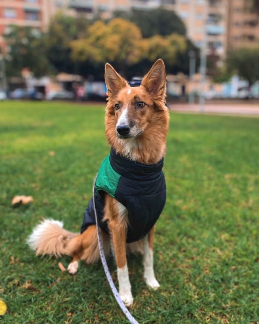 German Shepherd Mixes: 40 Gorgeous GSD Crossbreeds!