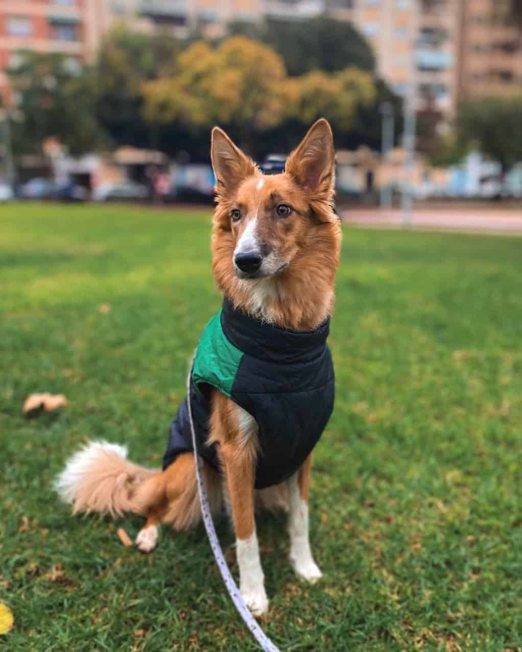German Shepherd Mixes: 40 Gorgeous GSD Crossbreeds!