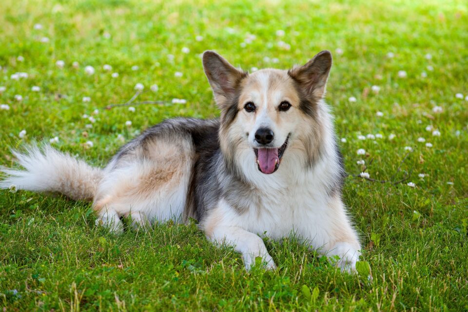 Border Collie Mixes: 43 Fascinating Crossbreeds You'll Love