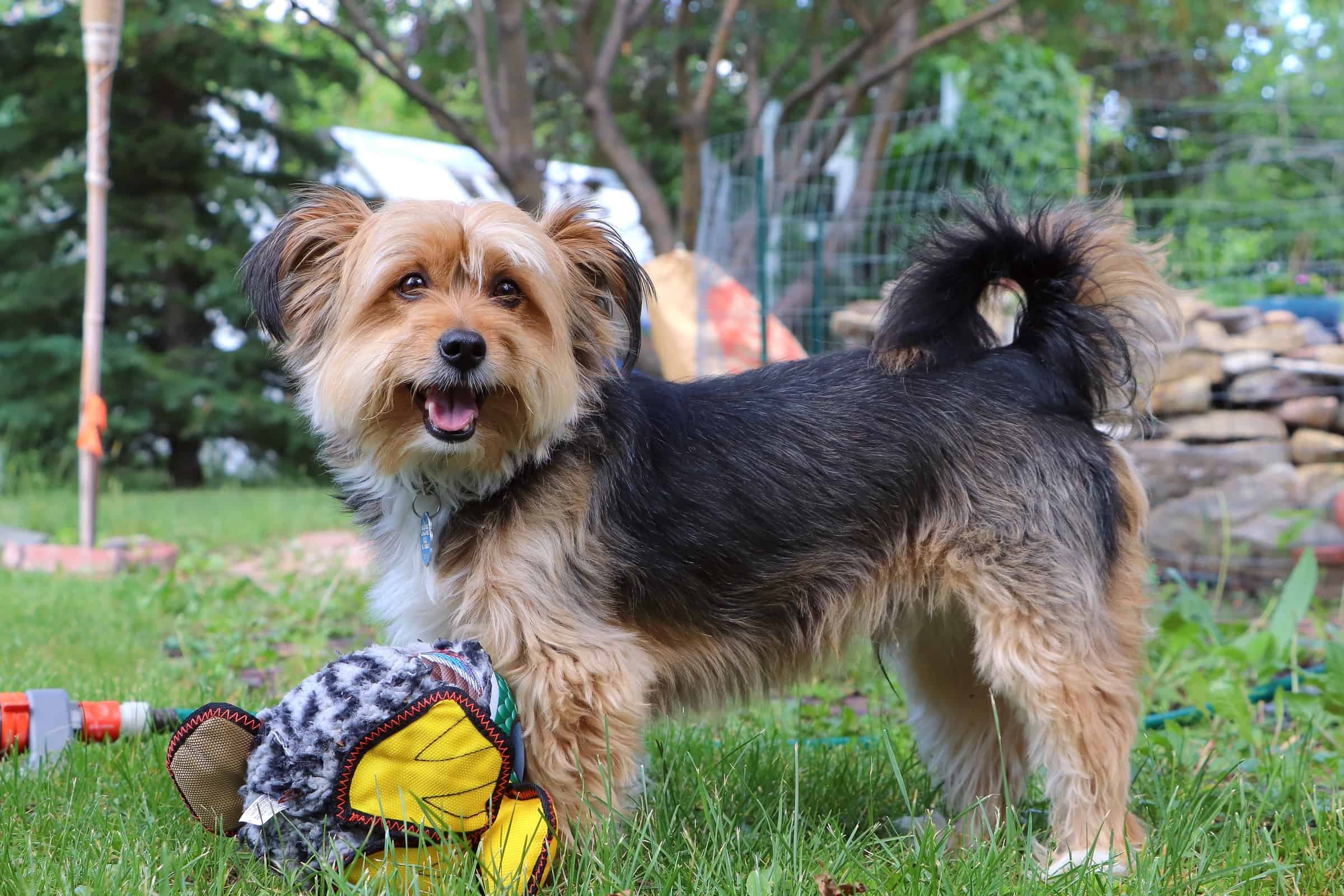 Yorkie Mixes: 40 Cutest Yorkshire Terrier Mixes (With Pictures)
