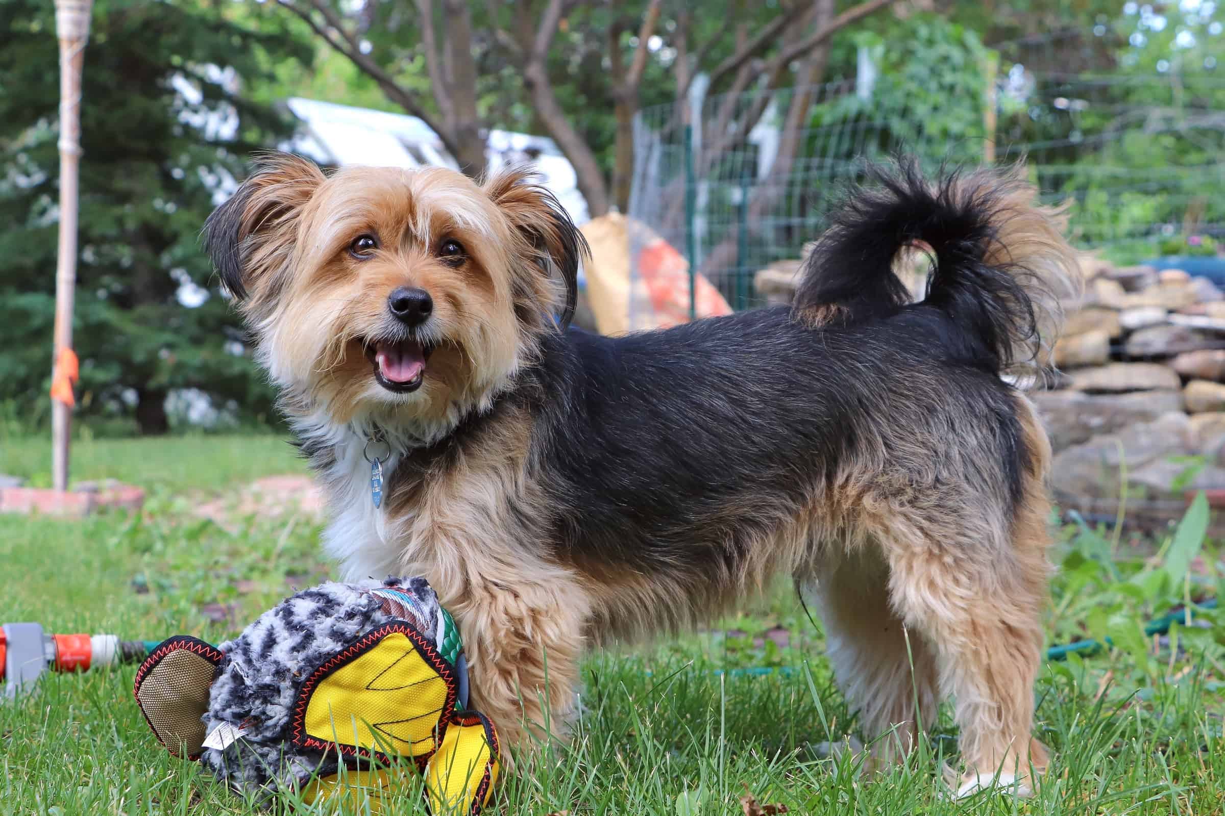 Shih Tzu Mixes: 42 Charming Crossbreeds (With Pictures!)