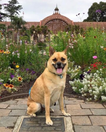 German Shepherd Mixes: 40 Gorgeous GSD Crossbreeds!