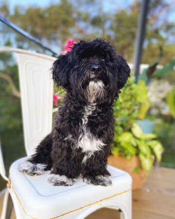 Bichon Frise Mixes: 34 Fluffy Crossbreeds You'll Want to Cuddle