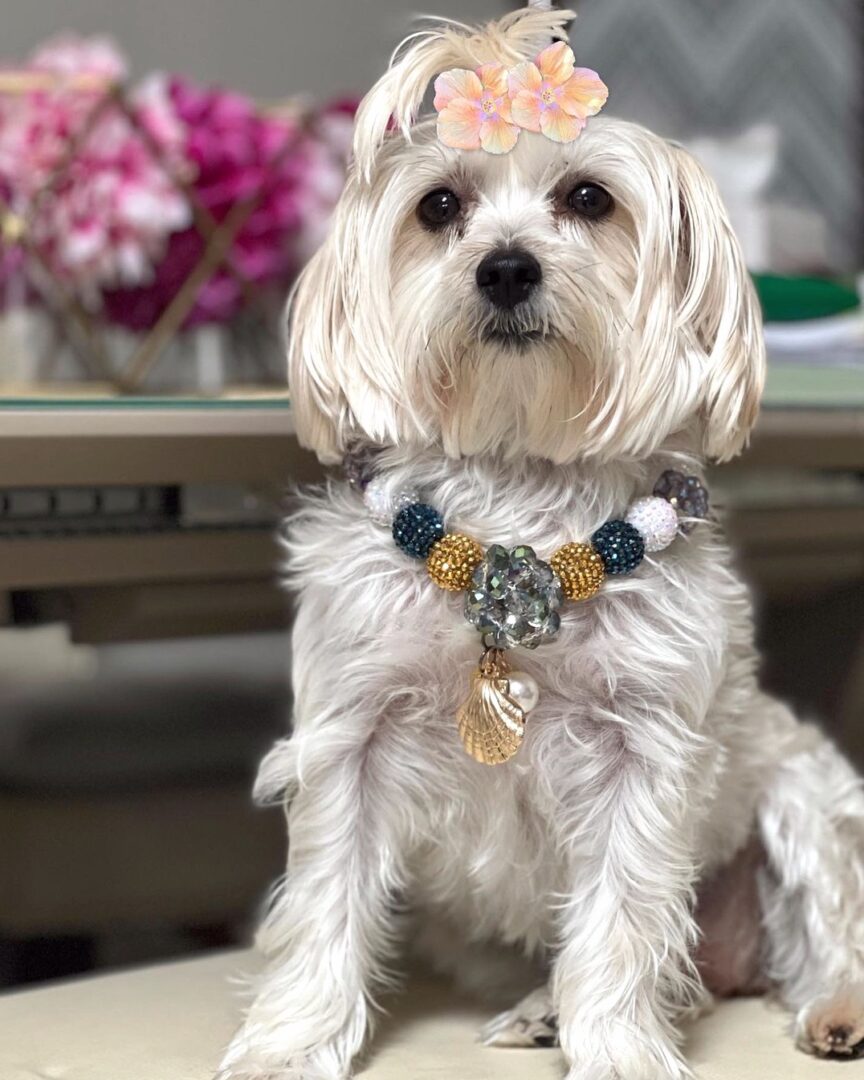 Maltese Mixes: 41 Different Maltese Crossbreeds You'll Love