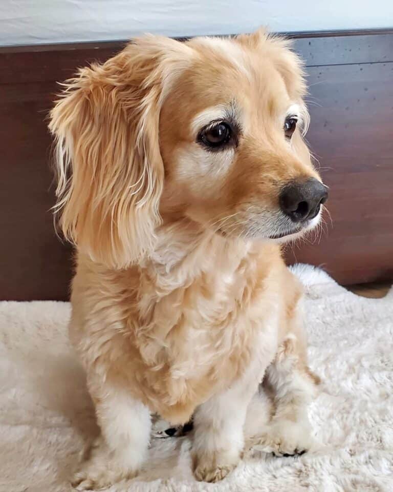 Maltese Mixes: 41 Different Maltese Crossbreeds You'll Love