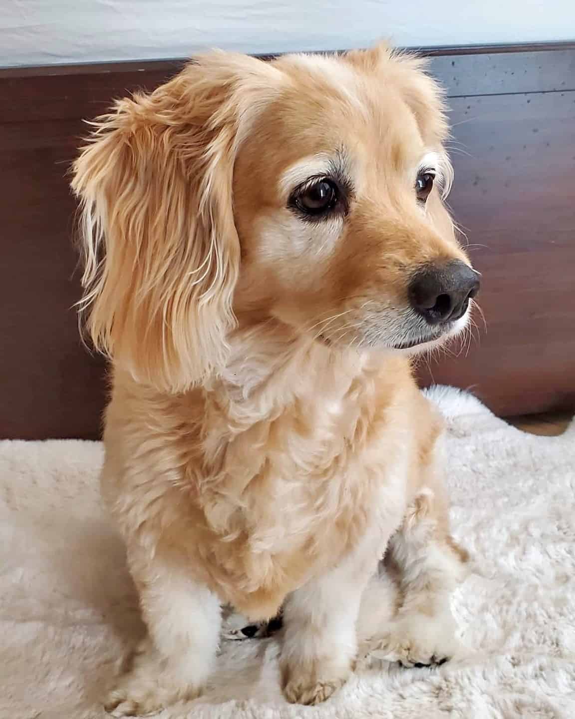 Maltese Mixes: 41 Different Maltese Crossbreeds You'll Love