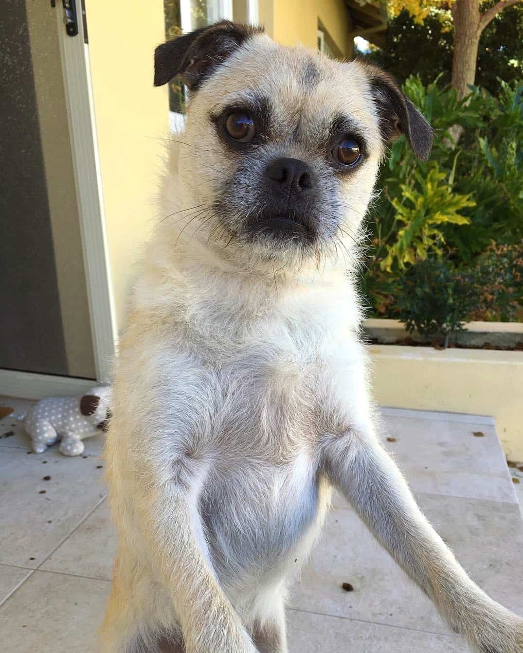 Pug Mixed Breeds: 60 Perfect Pug Mixes You'll Want to Adopt