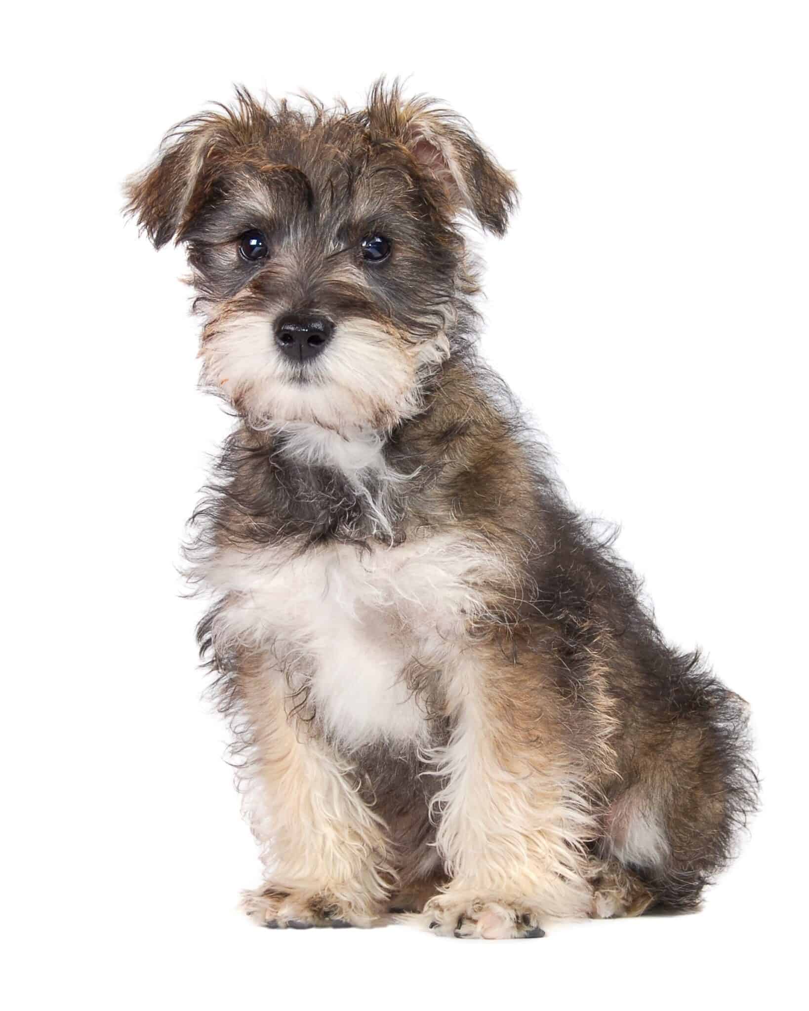 Yorkie Mixes: 40 Cutest Yorkshire Terrier Mixes (With Pictures)