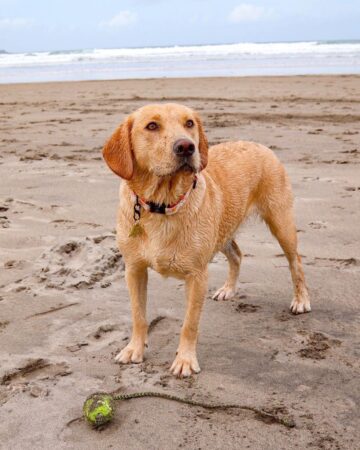 Labrador Retriever Mixes: 57 Lab Crossbreeds (With Pictures!)
