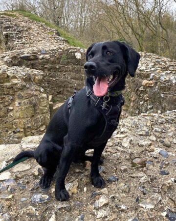 Labrador Retriever Mixes: 57 Lab Crossbreeds (With Pictures!)