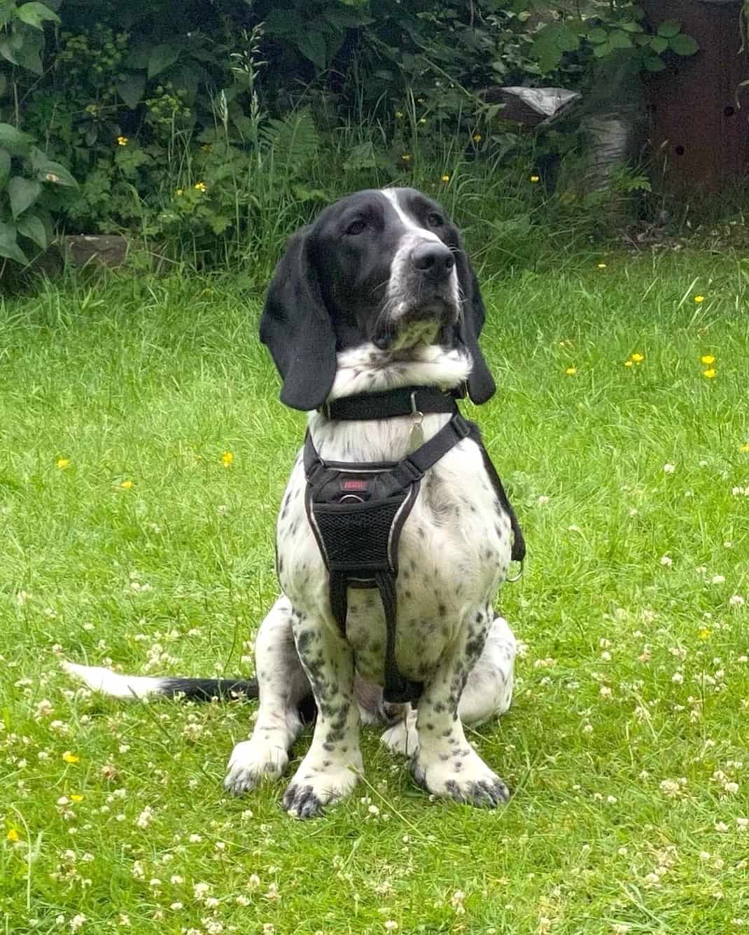 Basset Hound Mixes: 50 Different Crossbreeds (With Pictures)
