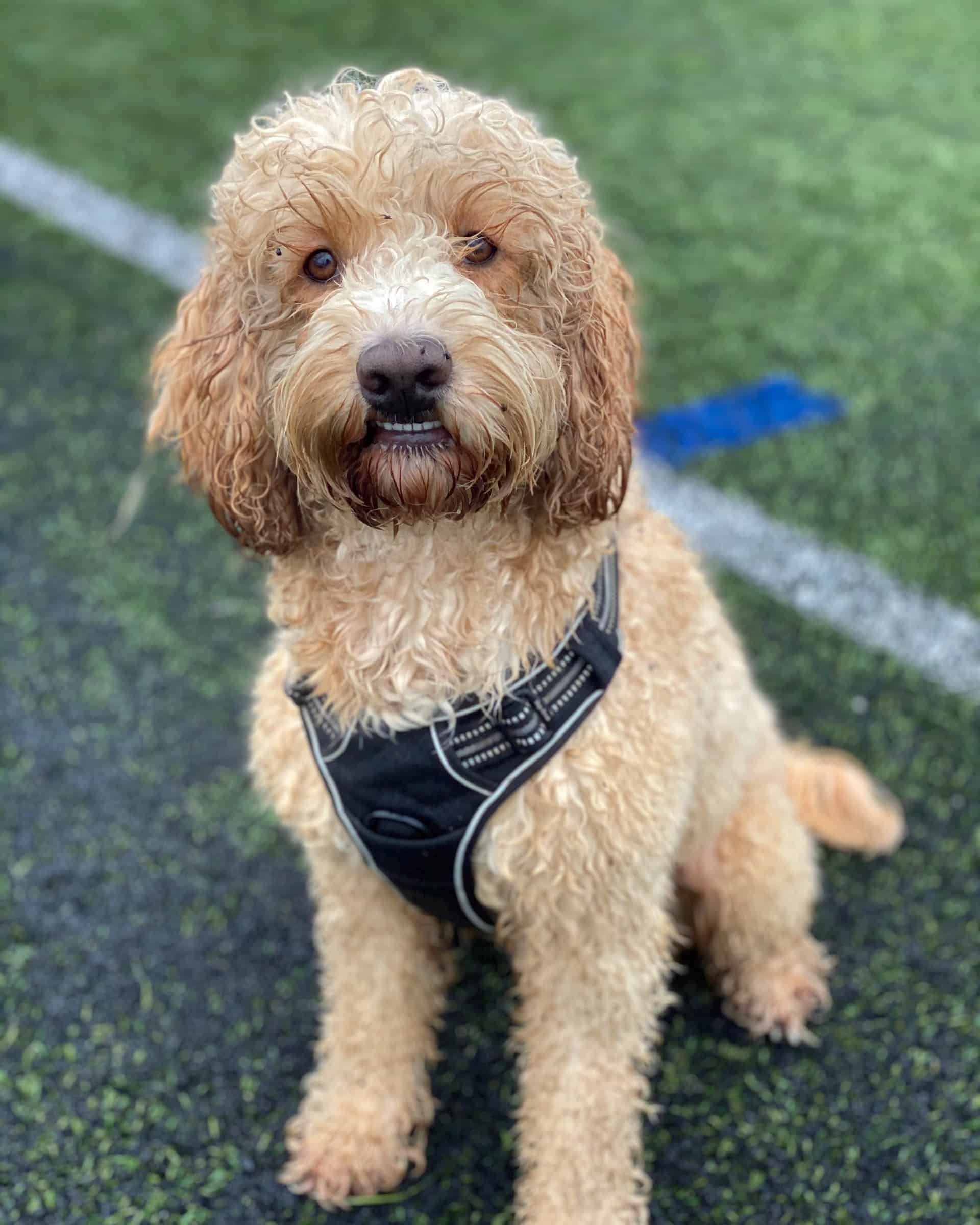 Poodle Mixes: 61 Different Doodle Mixed Breeds (With Pictures)