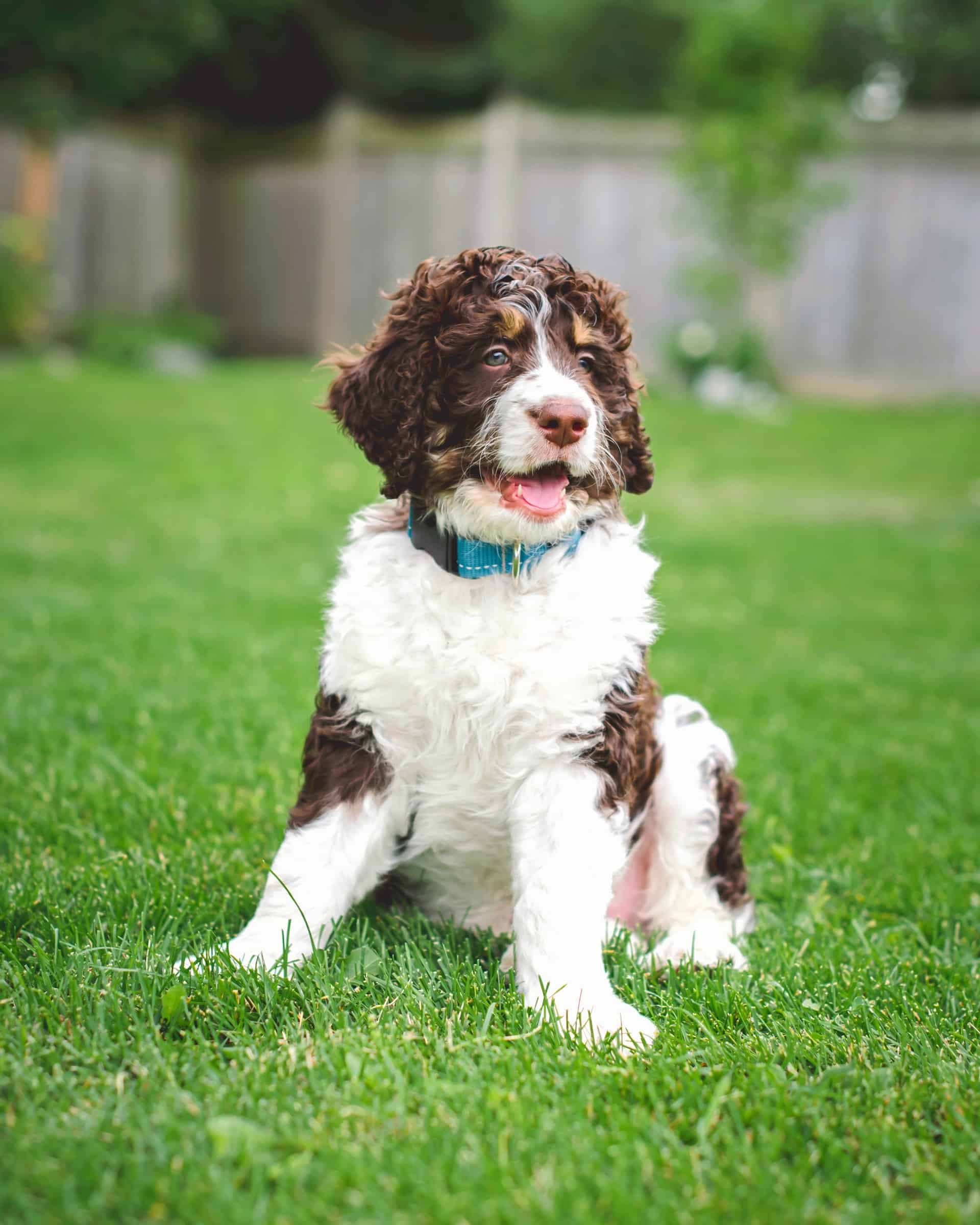 31 Best Teddy Bear Dog Breeds to Keep as Pets (With Pictures)