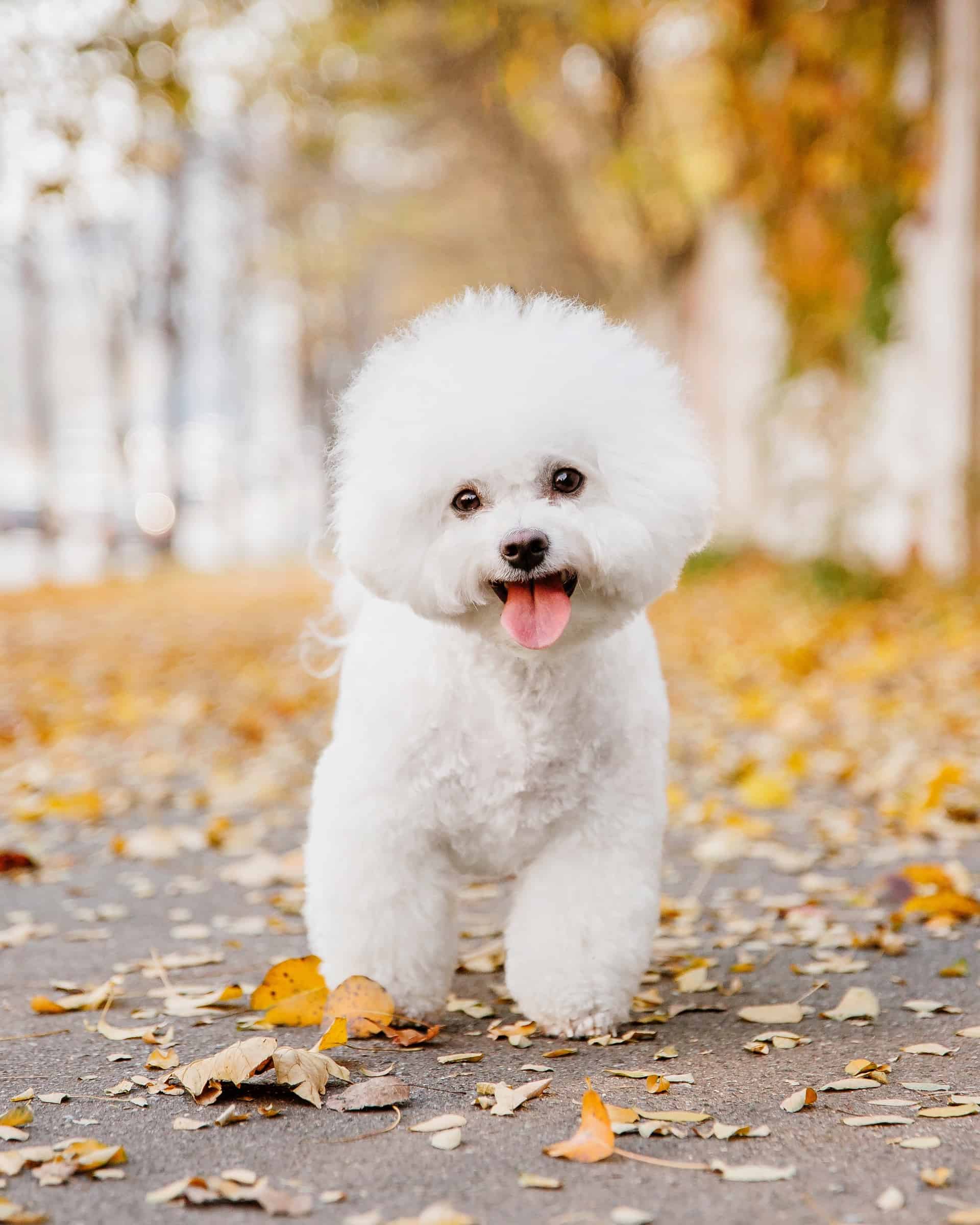 31 Best Teddy Bear Dog Breeds to Keep as Pets (With Pictures)