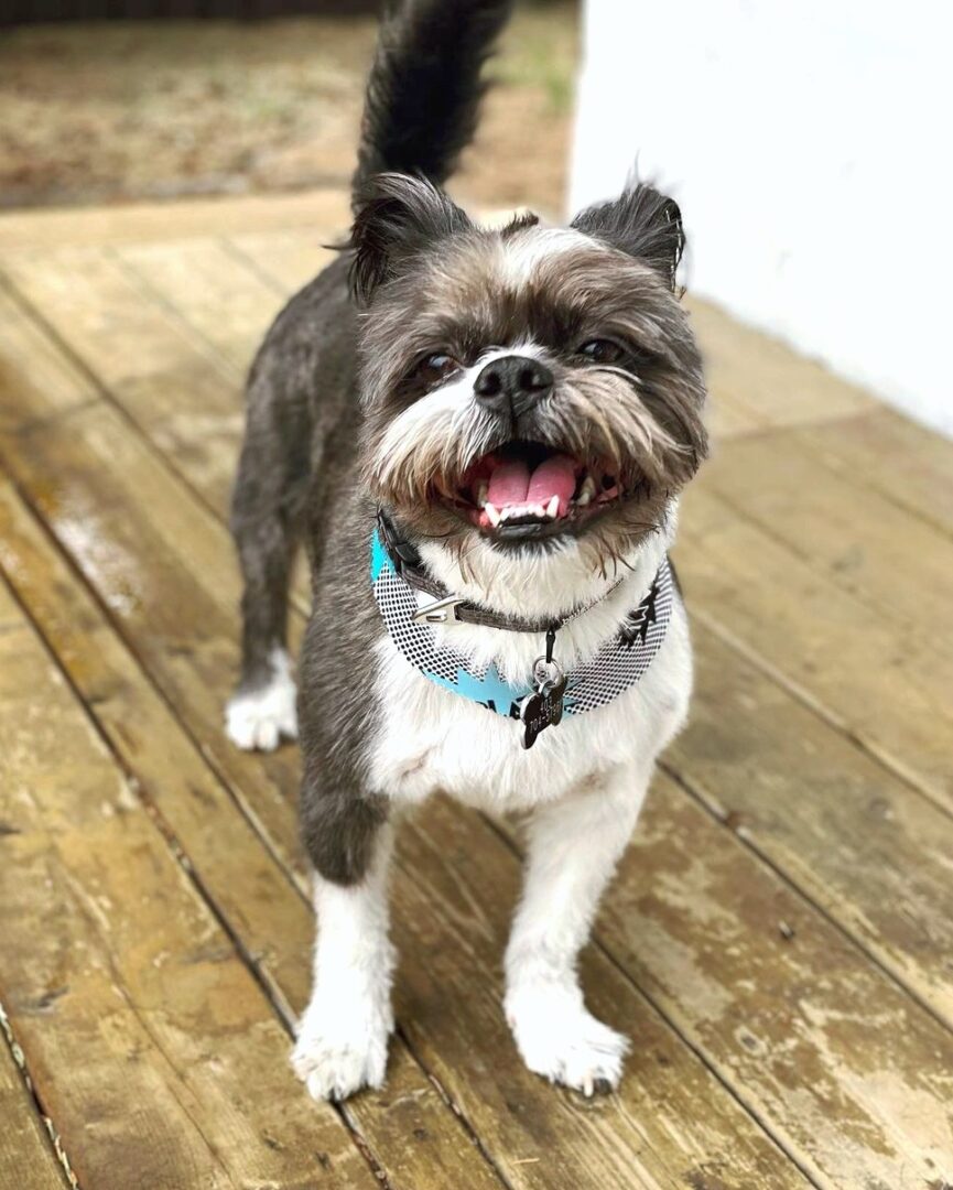 31 Best Teddy Bear Dog Breeds to Keep as Pets (With Pictures)