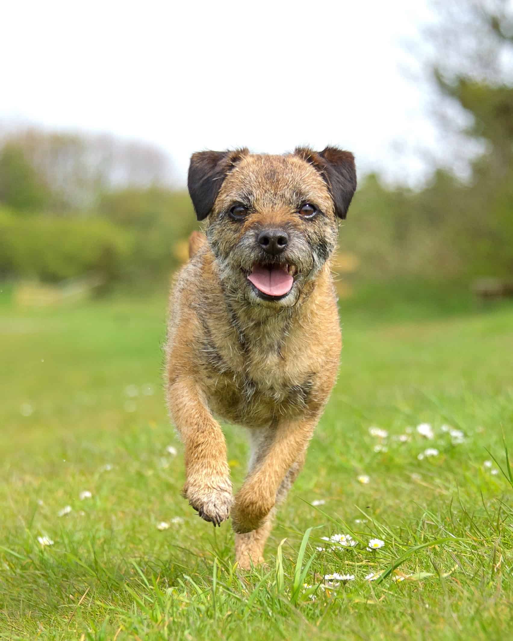 31 Best Teddy Bear Dog Breeds to Keep as Pets (With Pictures)