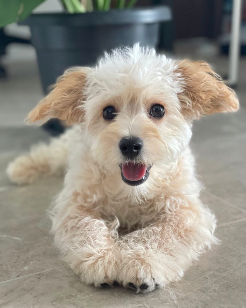 31 Best Teddy Bear Dog Breeds to Keep as Pets (With Pictures)